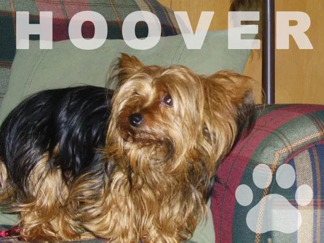 Adoptable Dogs | Hoovers Hause All Dog Rescue